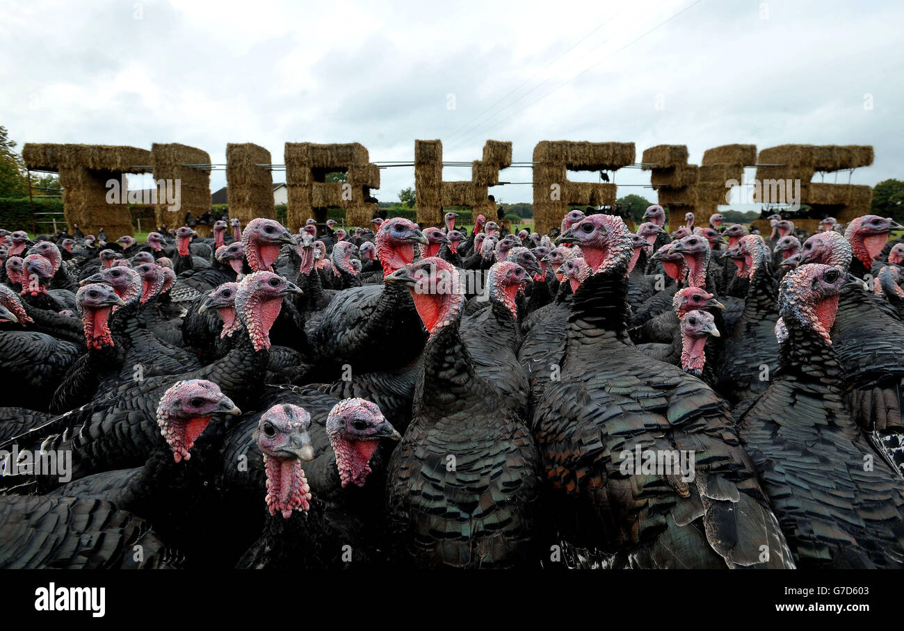 Large turkey sign made from straw bales at laylands farm hi-res stock ...