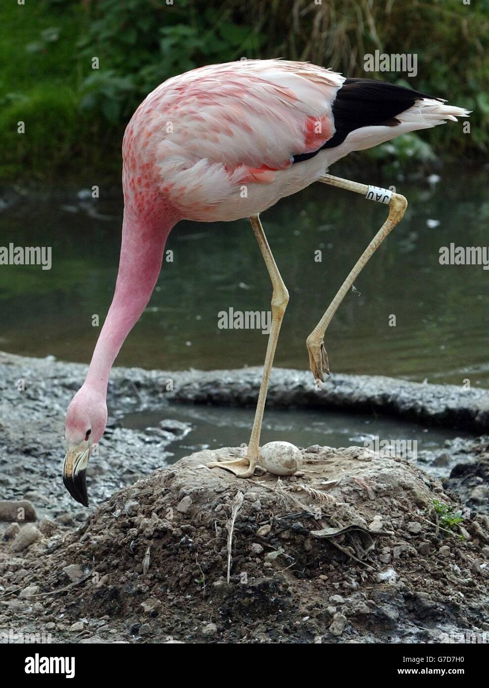 Andy, a 40-year-old male Andean Flamingo in the Wildfowl & Wetlands ...