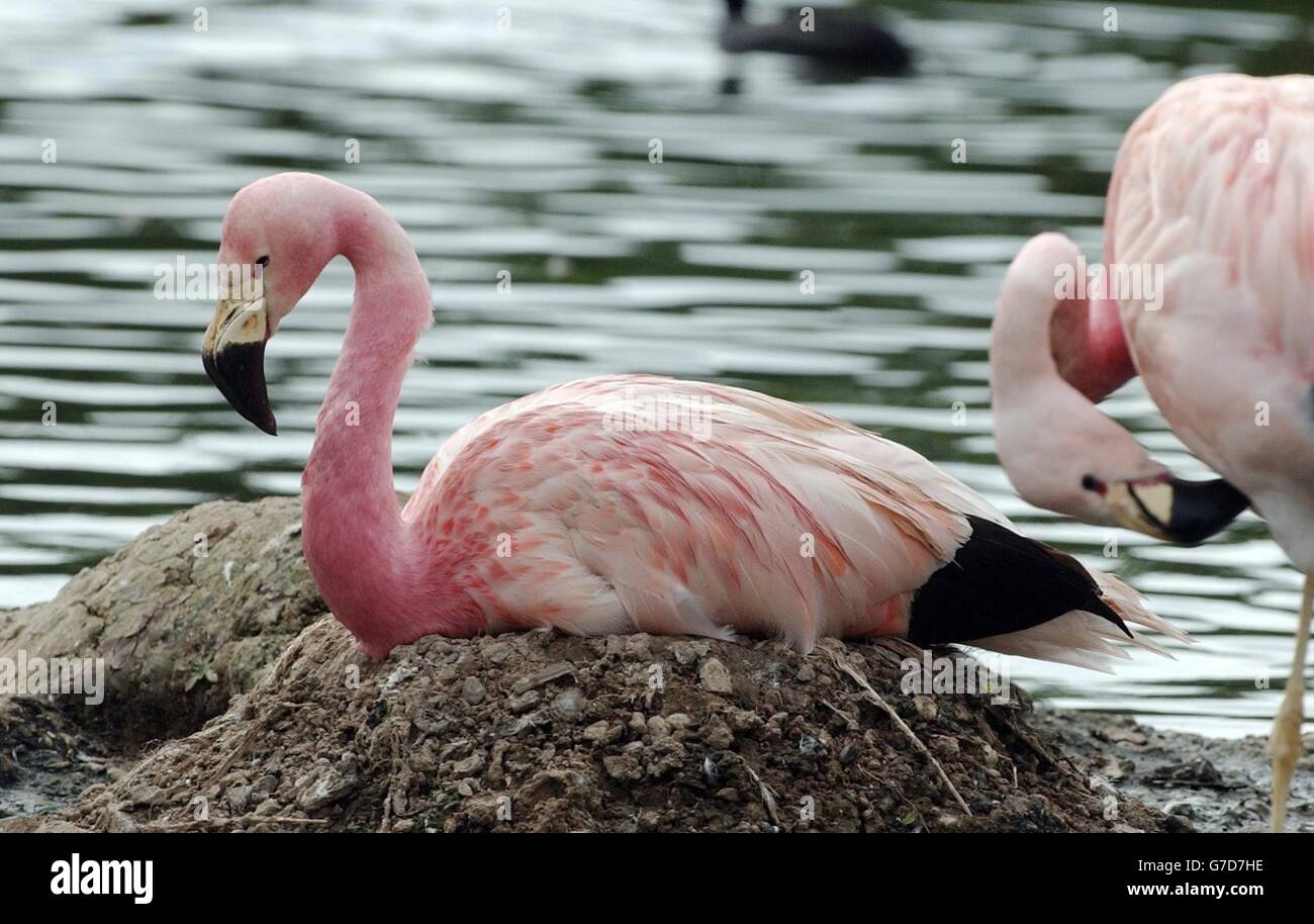Andy the Andean Flamingo Stock Photo - Alamy