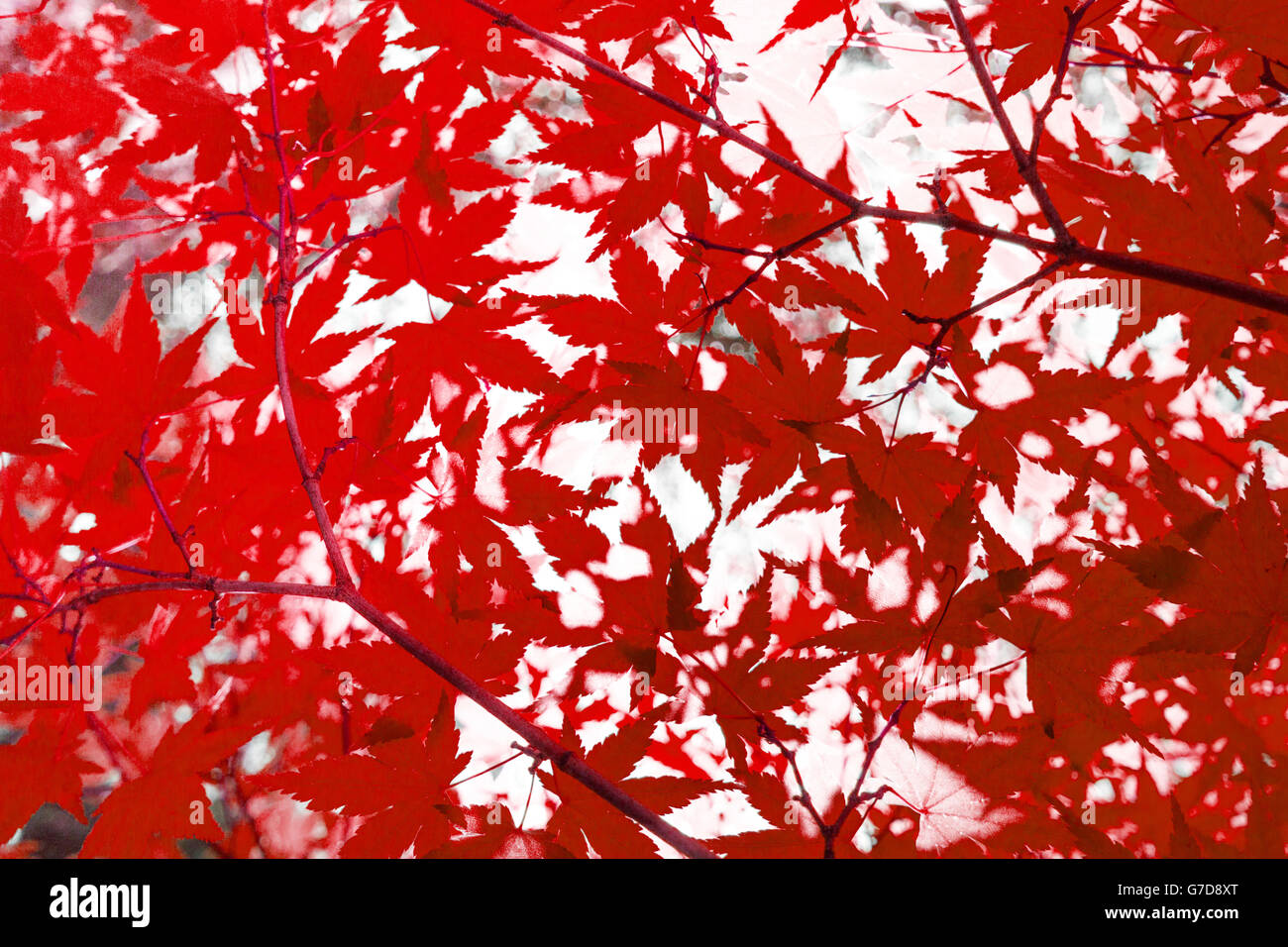 Abstract red leaves hi-res stock photography and images - Alamy