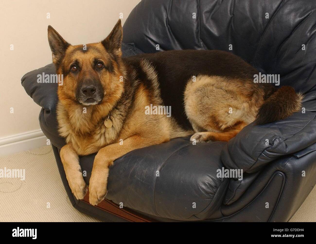 Owner bryan lamont with german shepherd dog hi-res stock photography ...