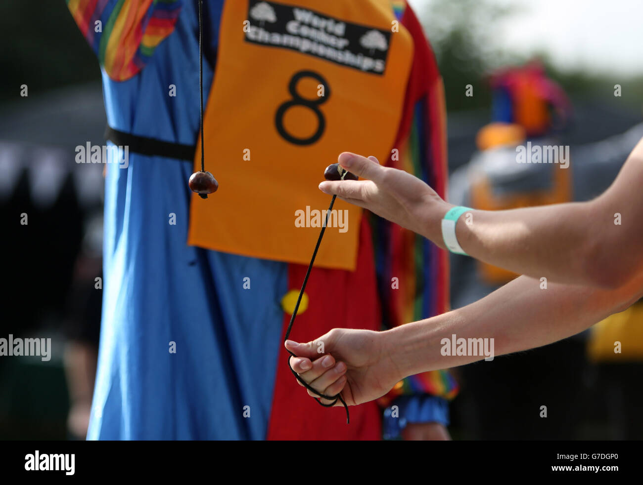Conkers At The World Conker Championships In Southwick High Resolution ...