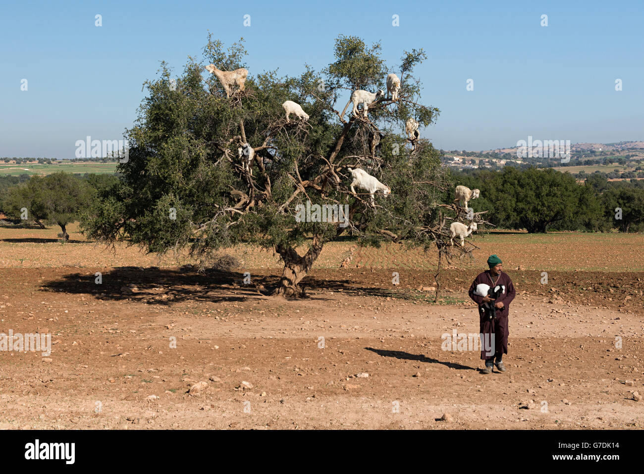 Goatherd carrying a small goat and an argan tree with goats in the ...