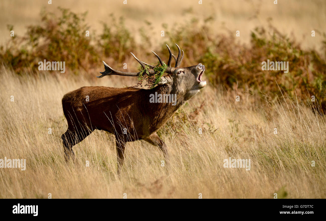A red deer stag bellows out in Richmond Park, London Stock Photo - Alamy