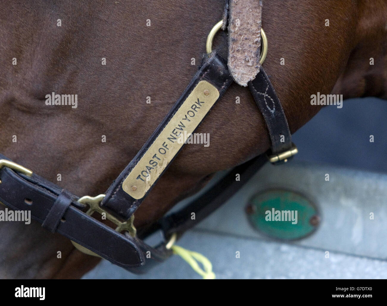 Toast of New York's name is seen on its bridle at Southwell Racecourse ...