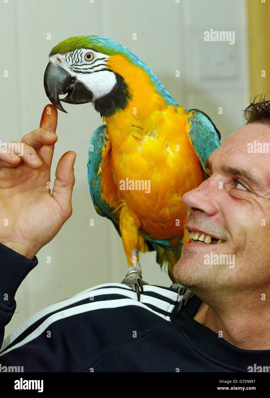 Roger the macaw house fire Stock Photo - Alamy