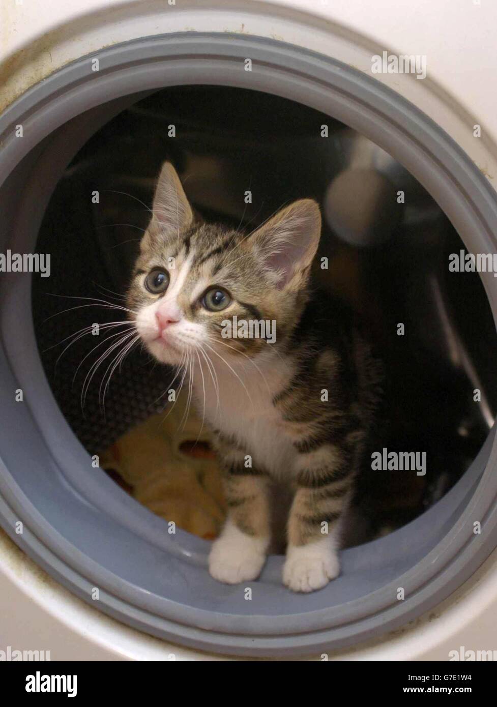 Cat In Washing Machine High Resolution Stock Photography and Images - Alamy