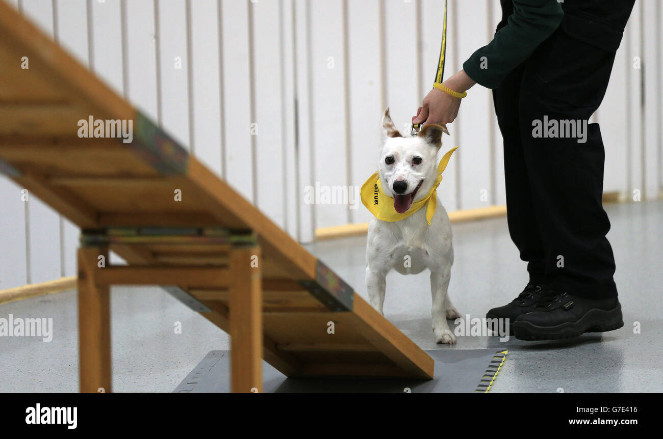 Dogstrust Stock Photos & Dogstrust Stock Images - Alamy