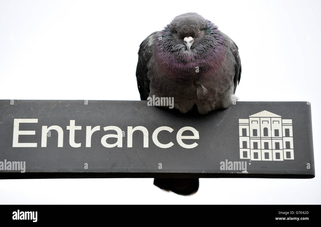 Pigeon stock - London. A pigeon rests on a sign at Kensington Palace ...