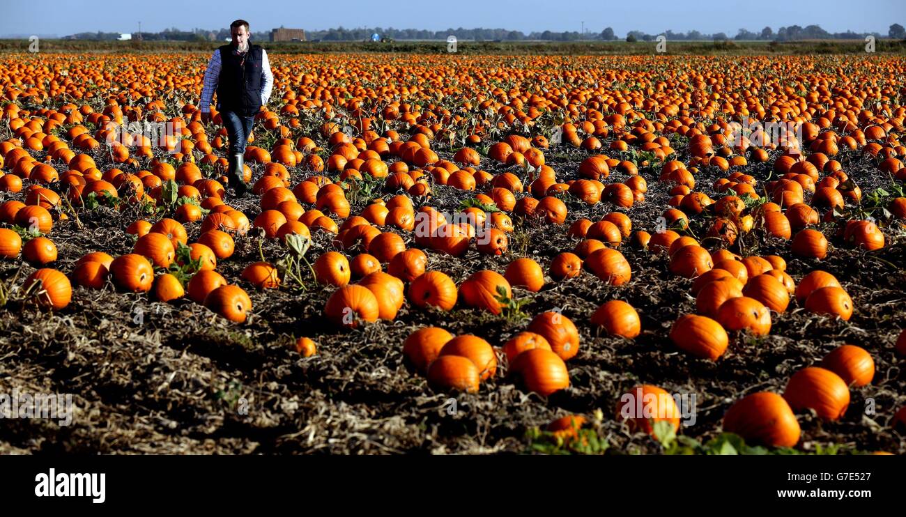 Sales Manager Stuart Gibson, from KJ Curson Growers in Upwell ...