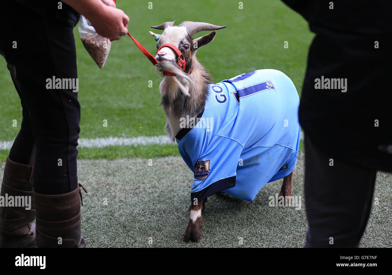 Goat on football pitch hi-res stock photography and images - Alamy