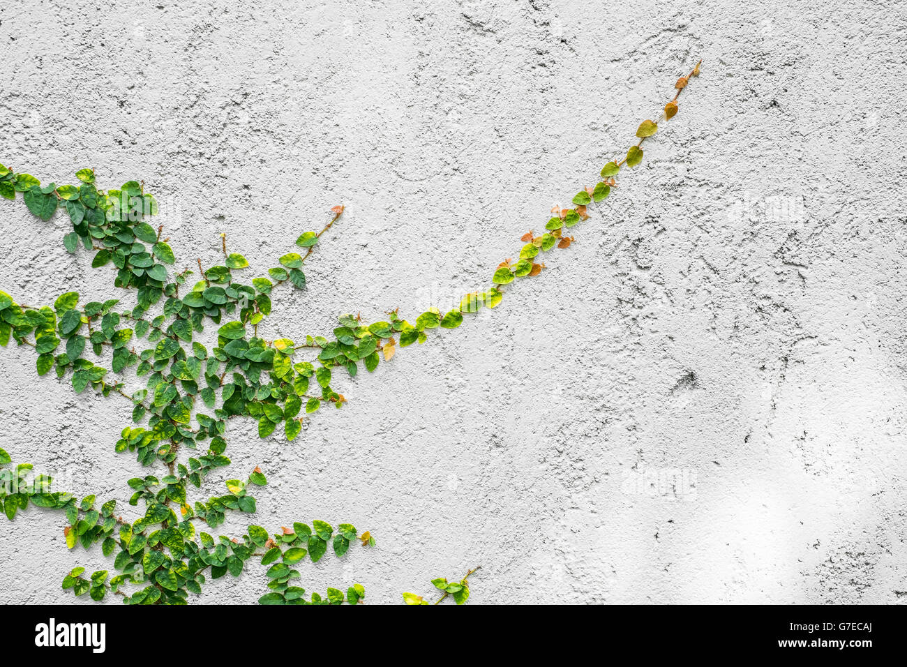 Climbing Ficus pumila vine on white wall Stock Photo - Alamy
