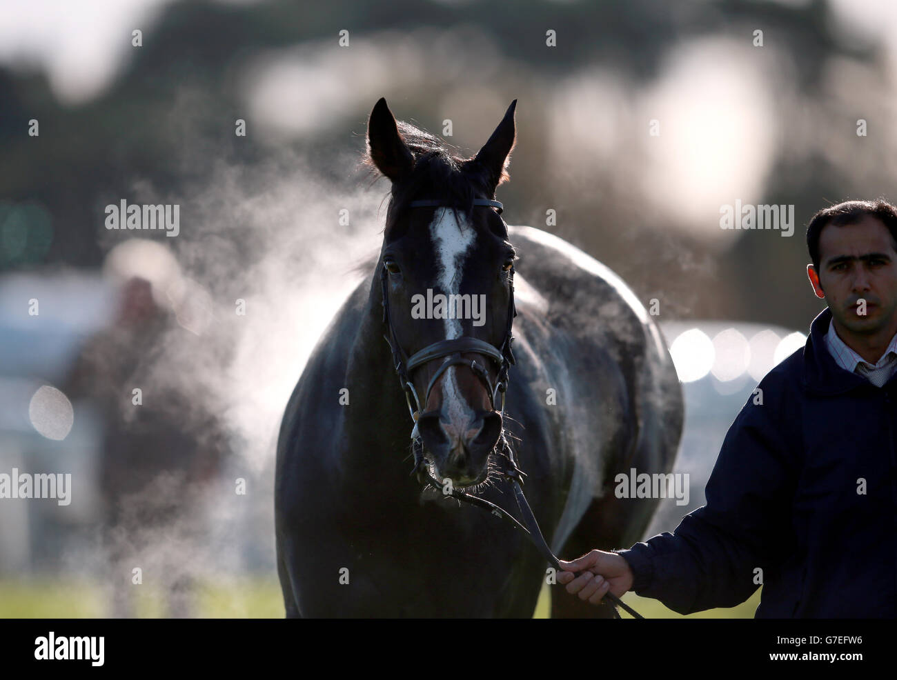 Somersby before the Vix Technology Haldon Gold Cup Chase (Grade 2 ...