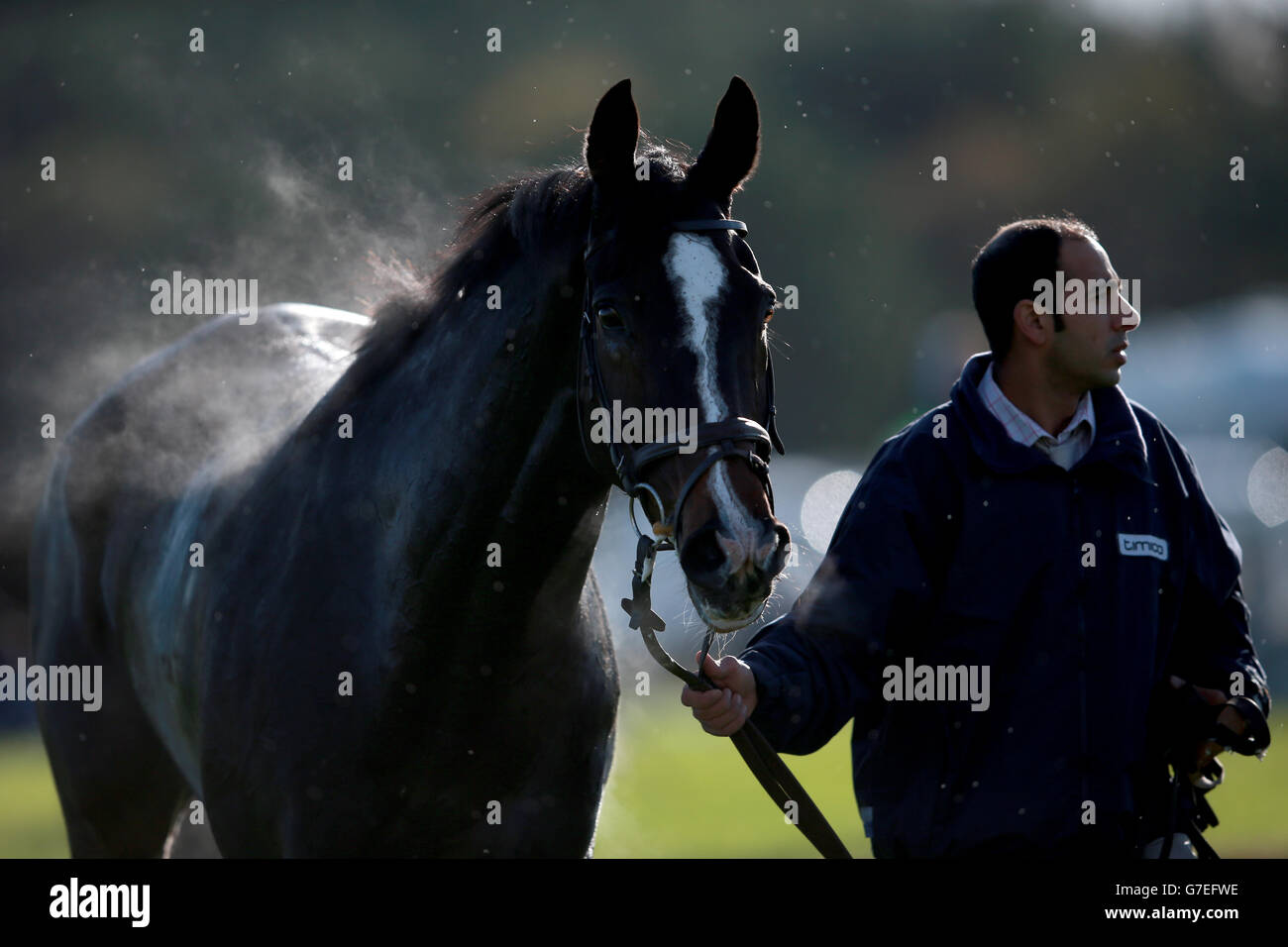 Somersby before the Vix Technology Haldon Gold Cup Chase (Grade 2 ...