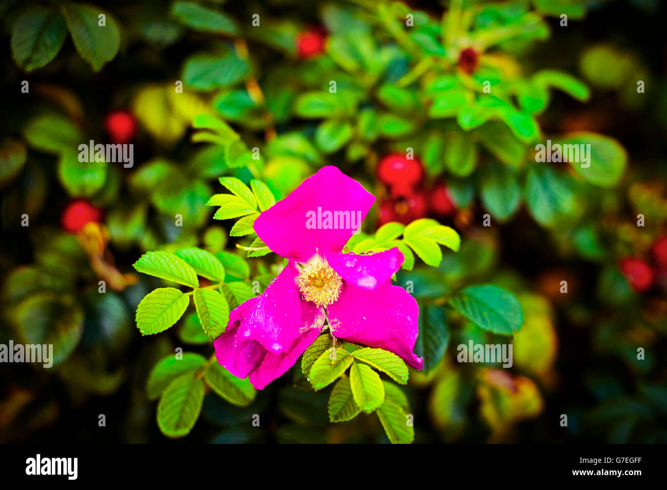 Sitka rose hi-res stock photography and images - Alamy