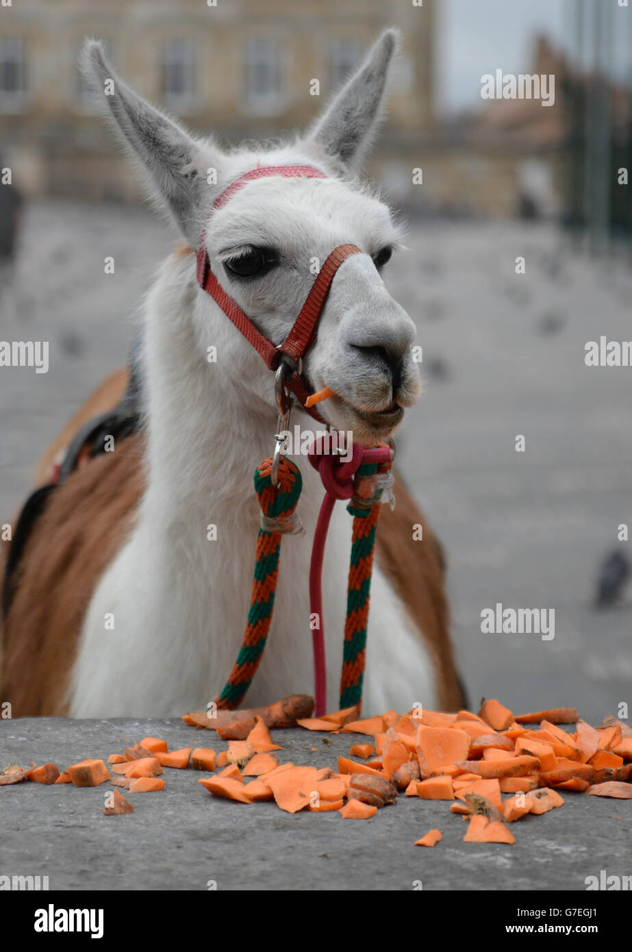 An Alpaca eats carrots in the Plaza De Bolivar in Bogota, Colombia ...