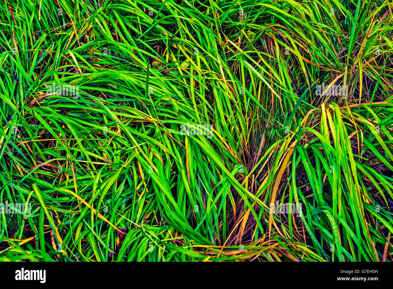 Sedge leaves weaving an abstract pattern in the Starrigavan river ...