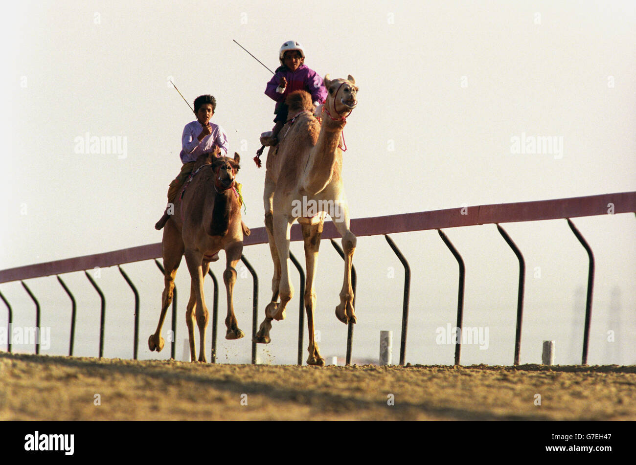 Camel Racing in Dubai, United Arab Emirates. Camel Racing Stock Photo ...