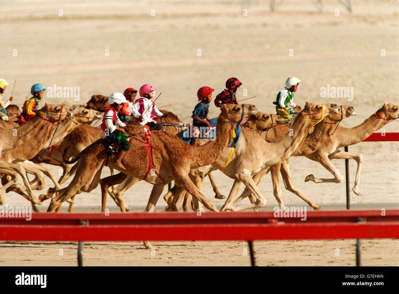 Camel Racing in Dubai, United Arab Emirates. Camel Racing Stock Photo ...