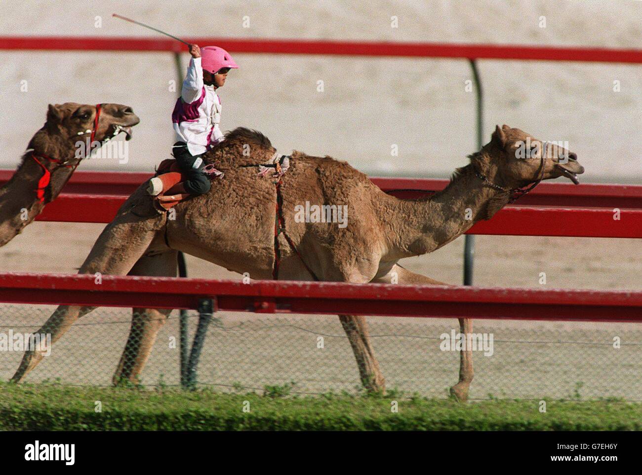 Camel Racing in Dubai, United Arab Emirates Stock Photo - Alamy