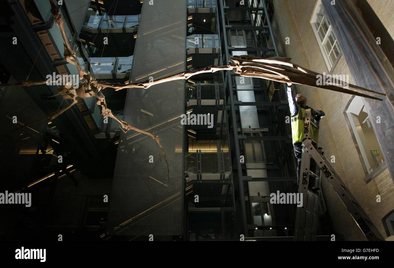 Curator Alan Bowden puts the finishing touches to the replica Pterosaur ...