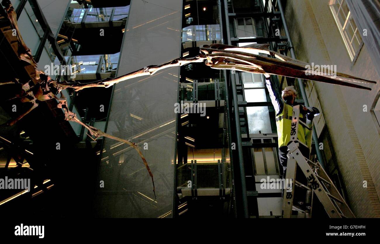 Curator Alan Bowden puts the finishing touches to the replica Pterosaur ...