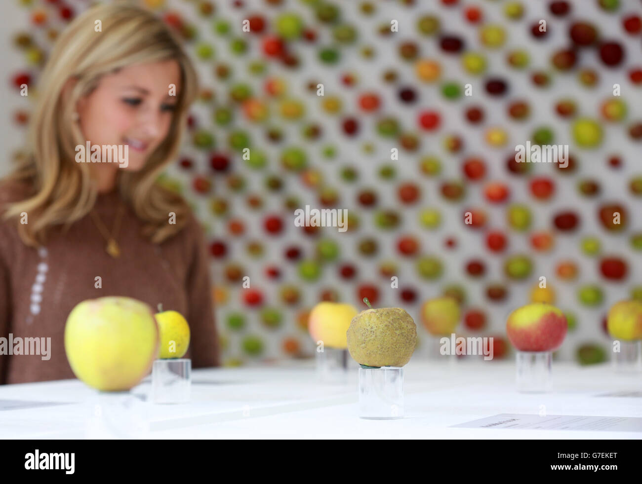 The worlds ugliest apple called the Knobby Russett (centre) on display ...