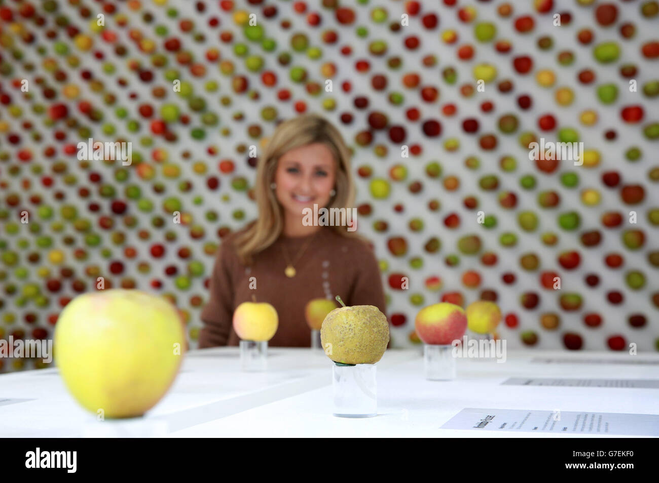 The worlds ugliest apple called the Knobby Russett (centre) on display ...