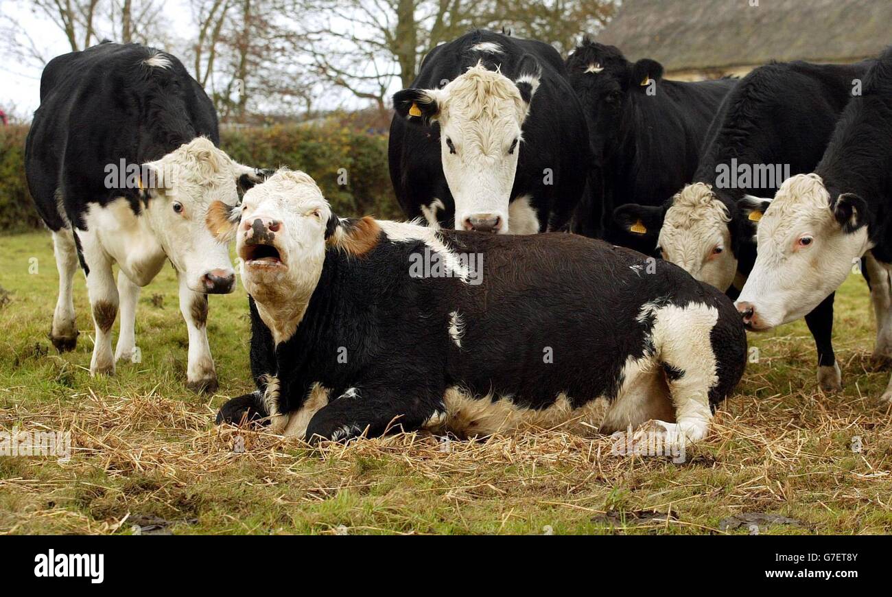 Farmer Will Brook's pregnant cow (lying down) recovers after falling ...