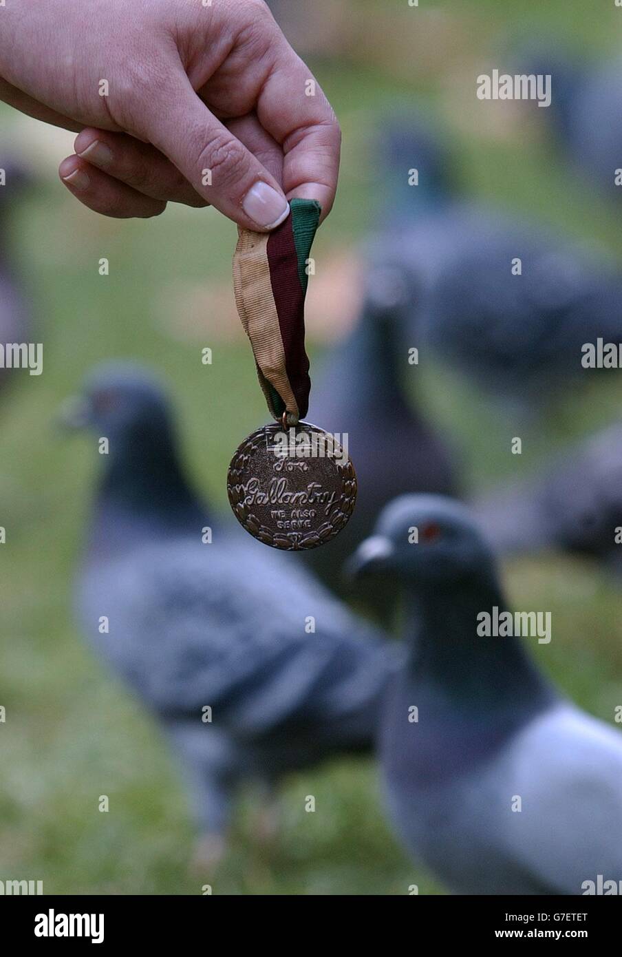 PDSA Dickin medal Stock Photo - Alamy