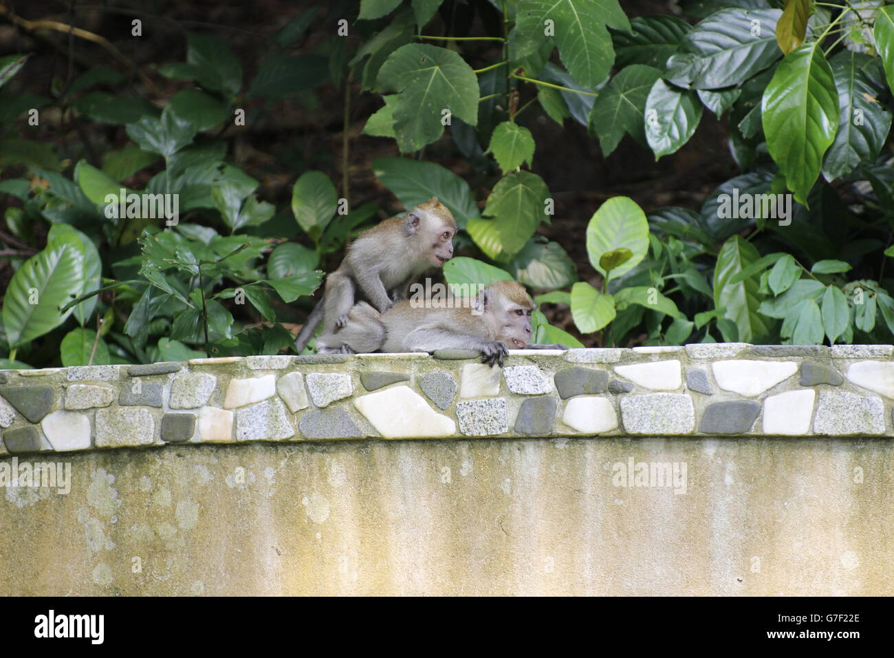 Monkey play hi-res stock photography and images - Alamy