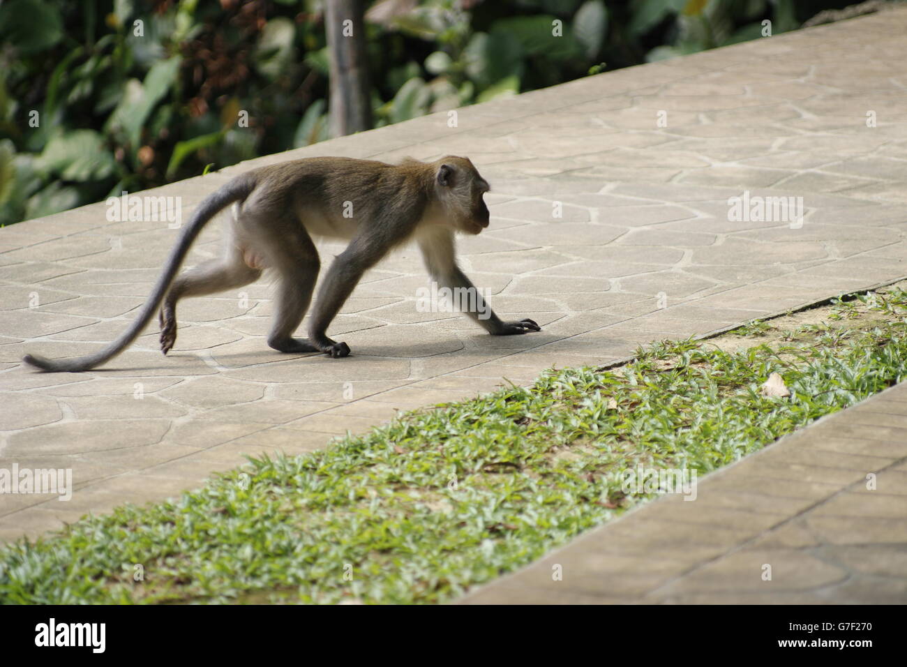 Monkey run hi-res stock photography and images - Alamy