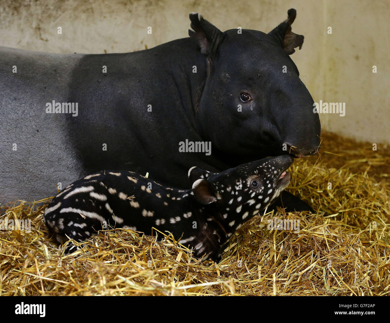 Newborn tapir at Port Lympne Wild Animal Park Stock Photo - Alamy