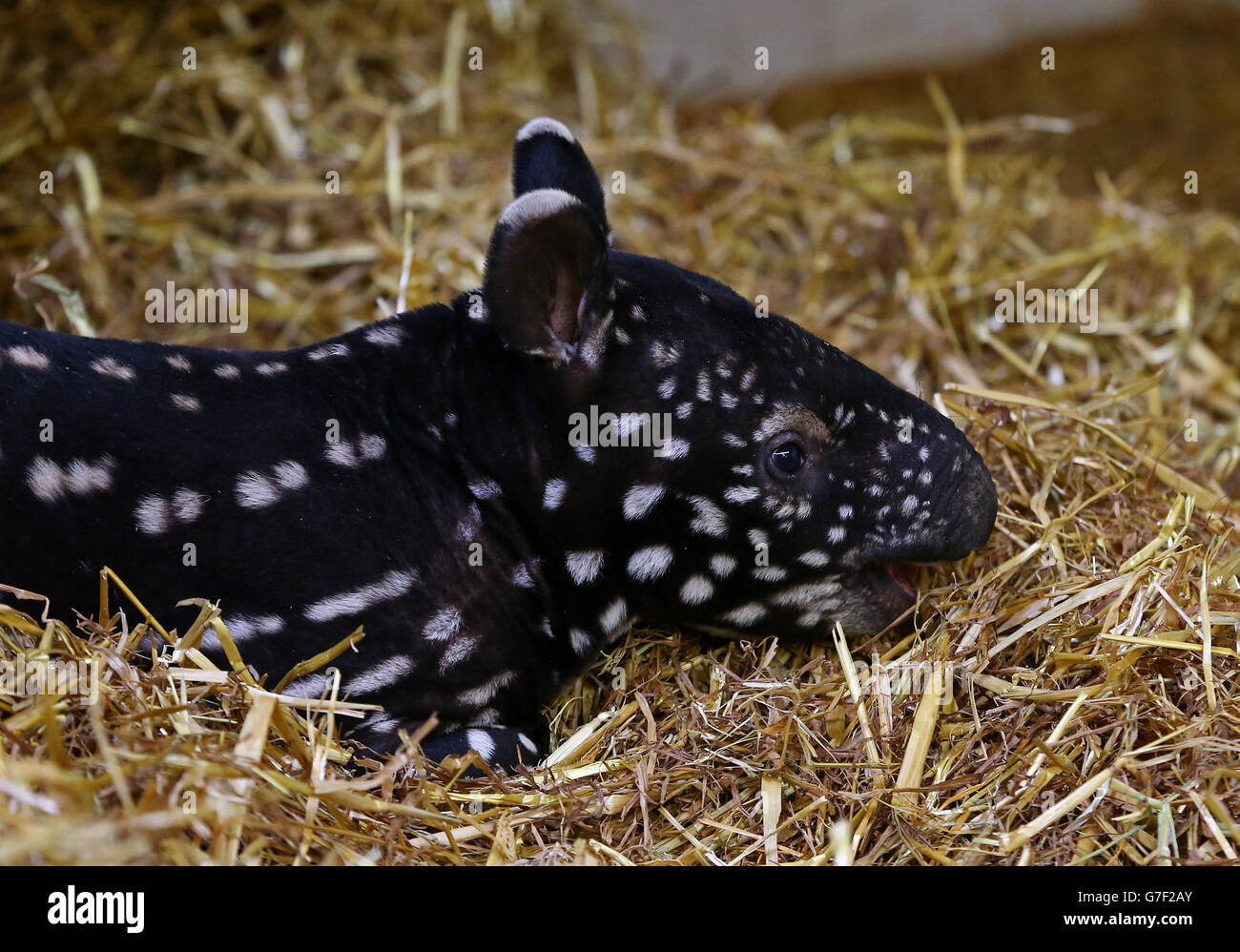 Tapir enclosure hi-res stock photography and images - Alamy
