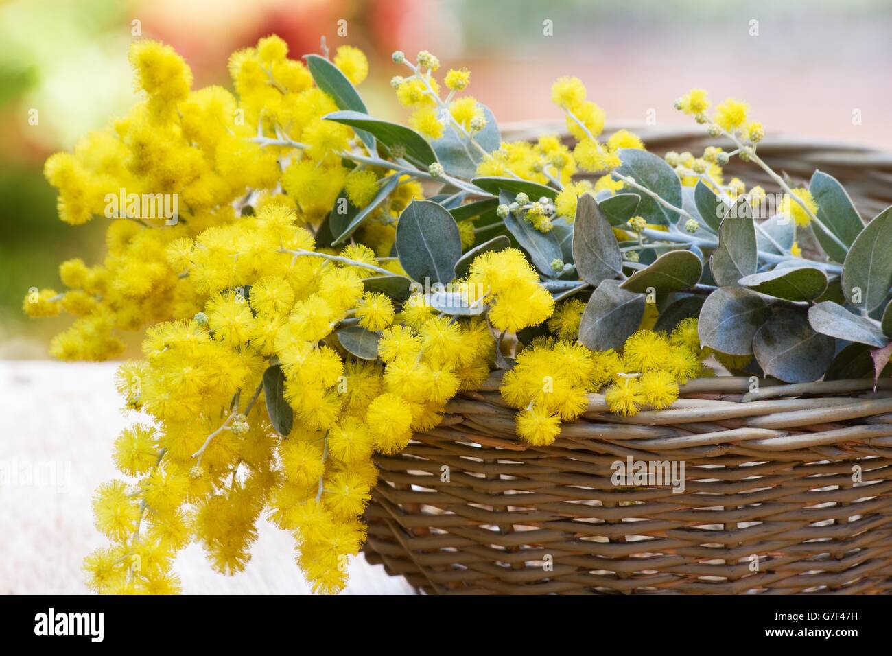 Acacia podalyriifolia hi-res stock photography and images - Alamy