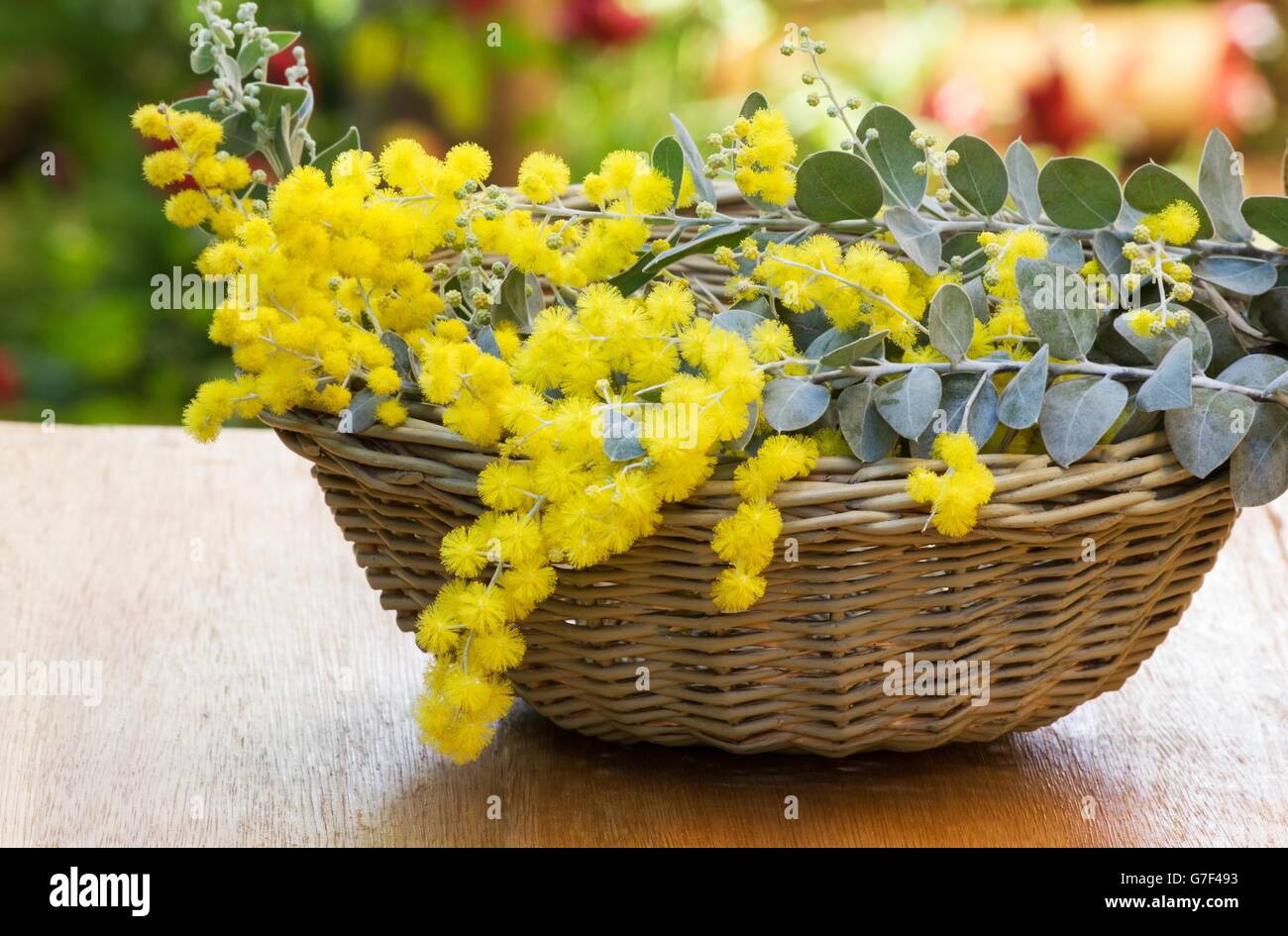 Pearl acacia (Acacia podalyriifolia) flowers in a basket Stock Photo ...