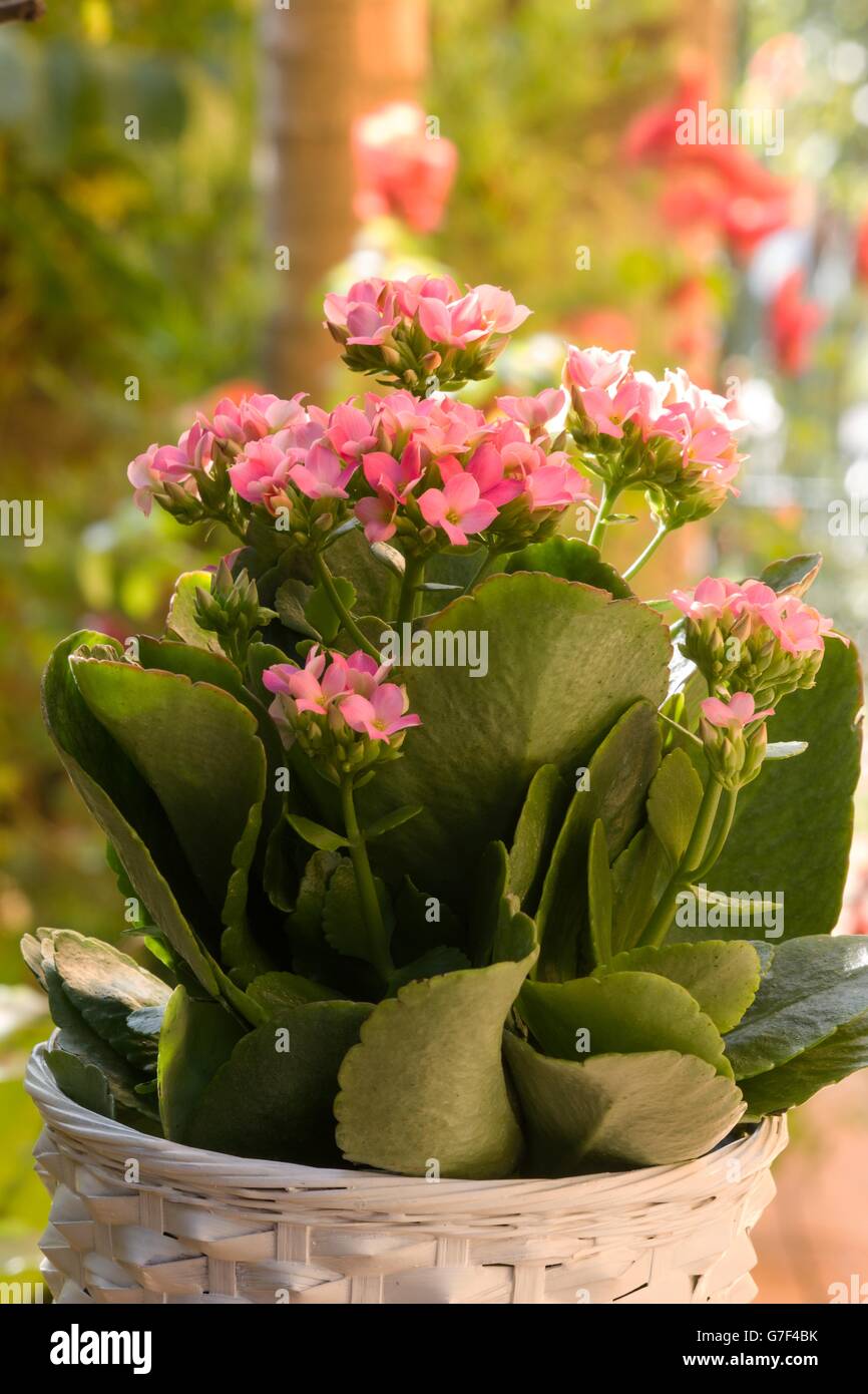 Kalanchoe blossfeldiana plant in bloom Stock Photo - Alamy