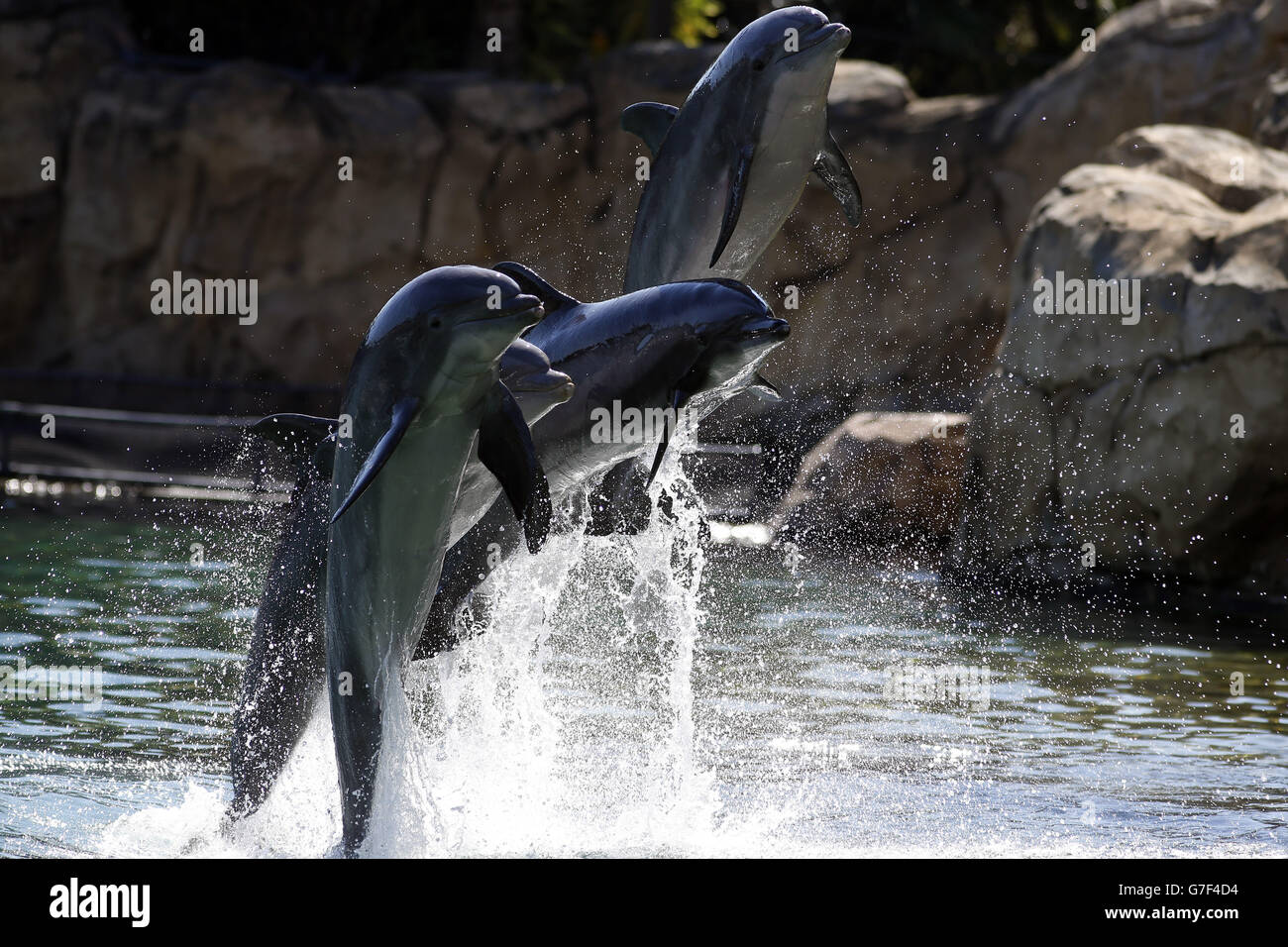 Dreamflight charity flight Stock Photo - Alamy