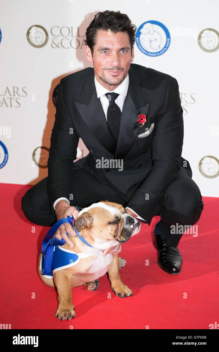 David Gandy arrives at the Battersea Dogs' Collars and Coats Gala ...