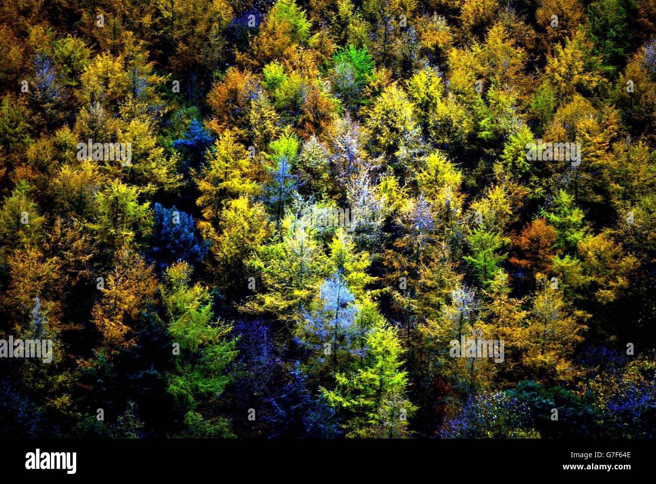 Global warming autumnal tree colours Stock Photo - Alamy