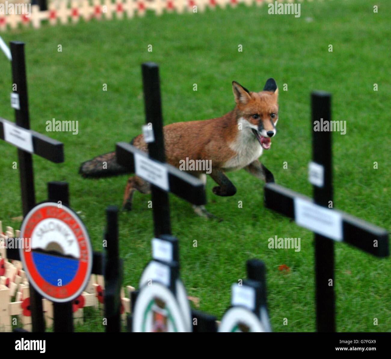 OVERSEAS USE ONLY: A fox runs past crosses in the Field of Remembrance ...