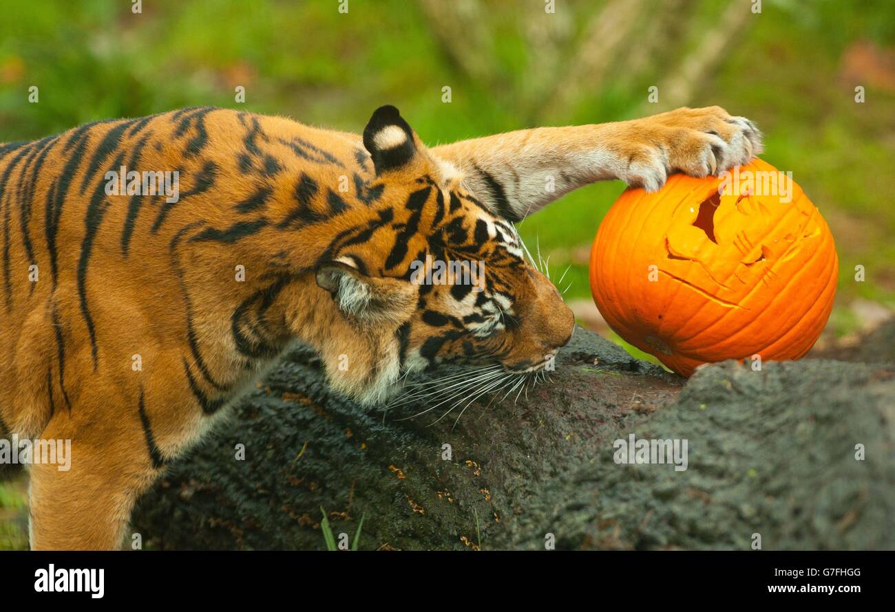 A Sumatran tiger cub searches for Halloween treats hidden inside a ...