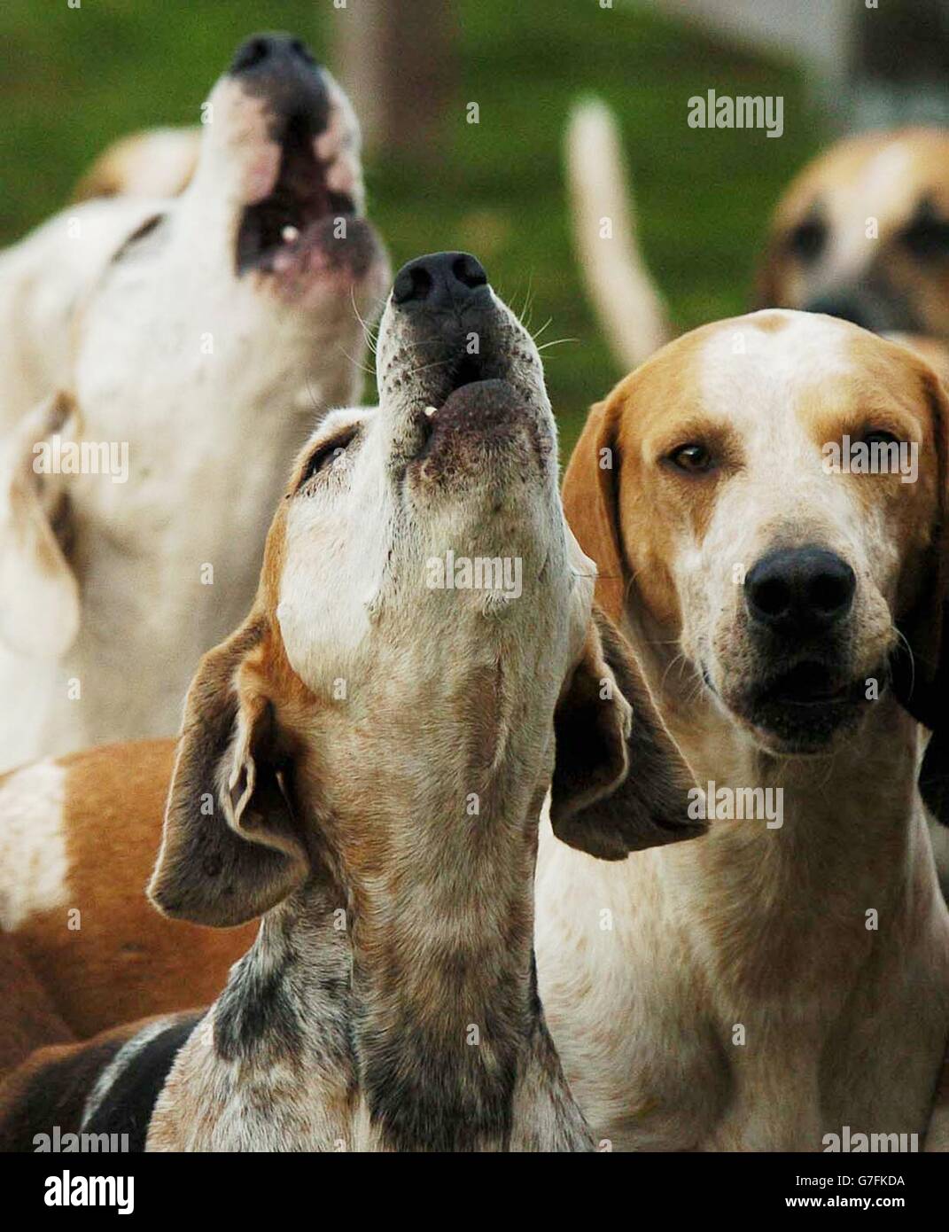 Hunting Ban Protest Stock Photo - Alamy
