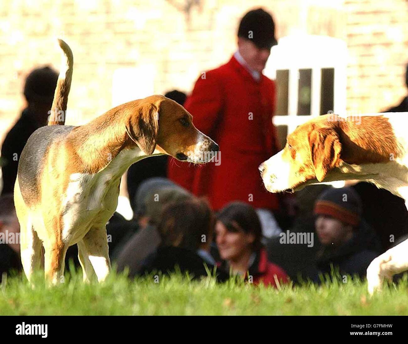 The York and Ainsty Hunt meet at Bolton Percy Stock Photo - Alamy