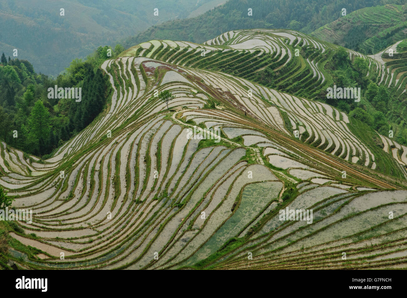Beautiful rice terraces Jinkeng in Longji, Guangxi Autonomous Region ...