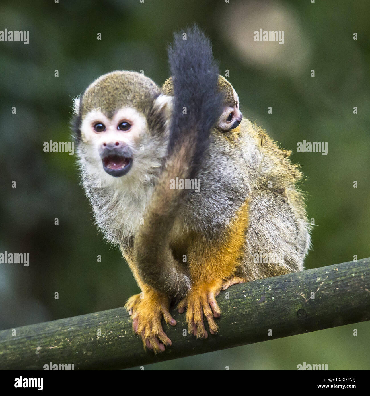Newborn Squirrel Monkey