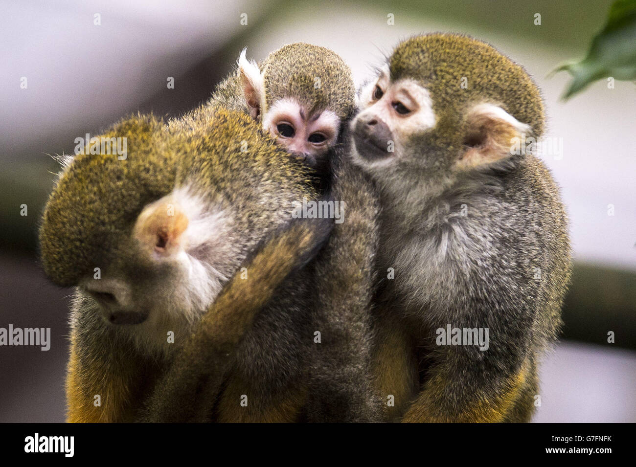 New baby squirrel monkey at Bristol Zoo Stock Photo - Alamy