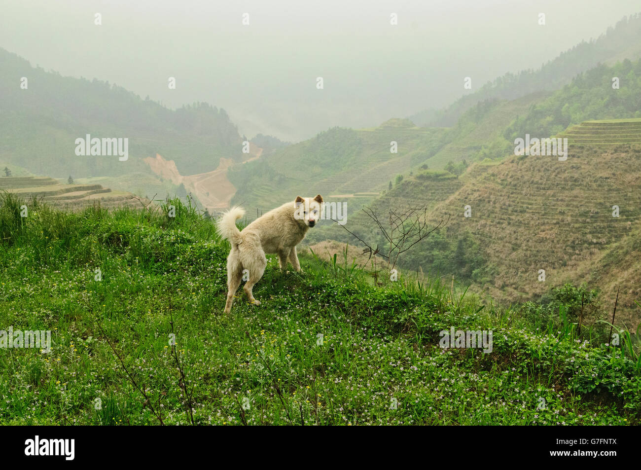 Farmer dog in rice paddy hi-res stock photography and images - Alamy