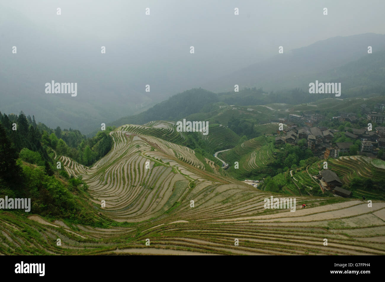 Beautiful rice terraces Jinkeng in Longji, Guangxi Autonomous Region ...
