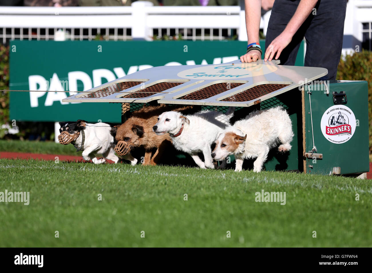 A general view of the Terrier racing in the paddock at Cheltenham ...